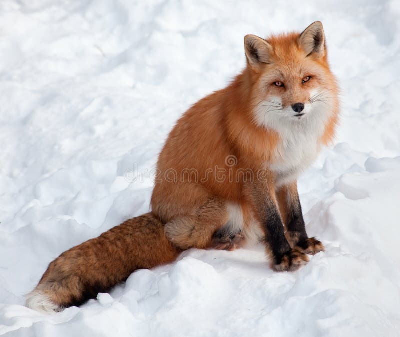 Young Red Fox in the Snow Looking at the Camera Stock Image - Image of ...