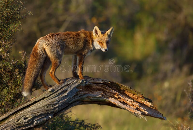 Young Red Fox Standing on a Fallen Tree. Stock Photo - Image of ...