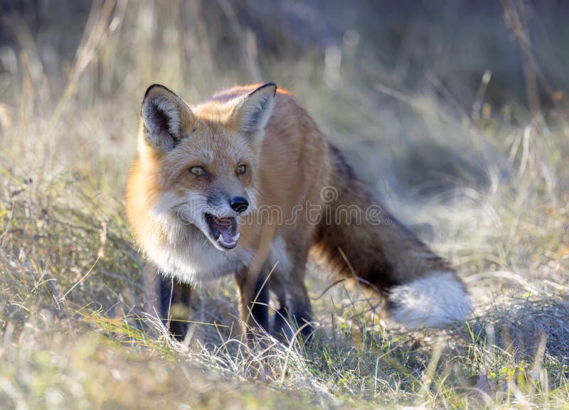 A Young Red Fox Standing with Mouth Open in a Grassy Meadow in Autumn ...