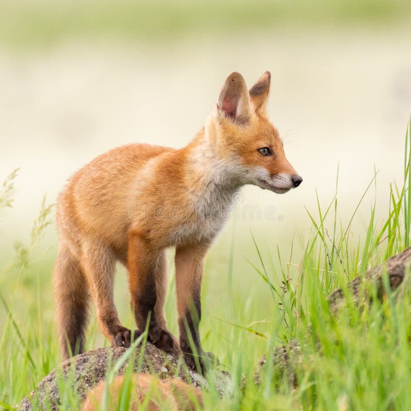 Young Red Fox Stands on a Rock on a Beautiful Light Stock Image - Image ...