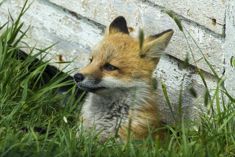 Young Red Fox Under Side of Shed Stock Image - Image of grass, building ...