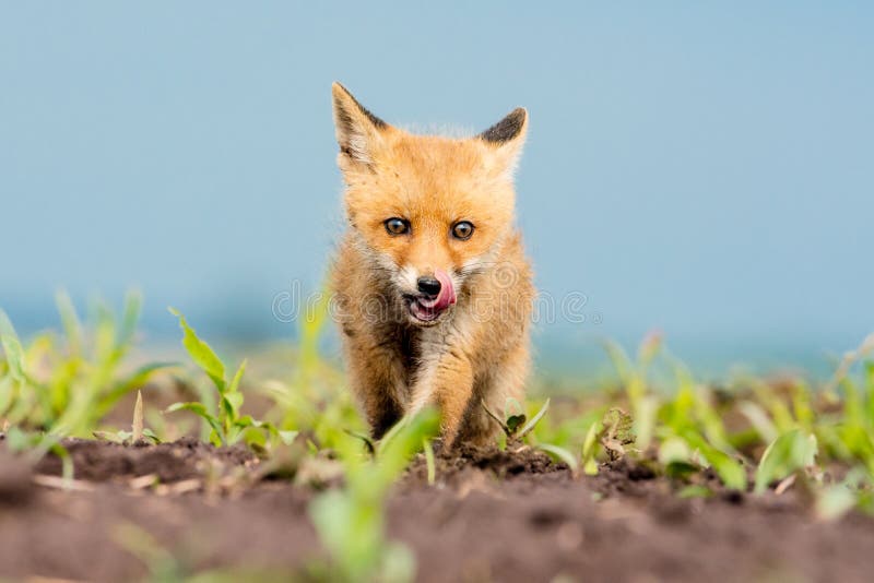 Young Red Fox, Vulpes Vulpes Stock Image - Image of orange, nature ...