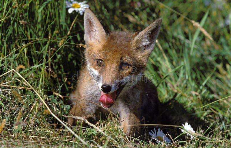 1,238 Fox Tongue Photos - Free & Royalty-Free Stock Photos from Dreamstime