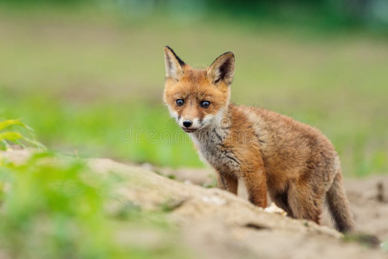 Young Red Fox, Vulpes Vulpes Stock Image - Image of light, tree: 184643603