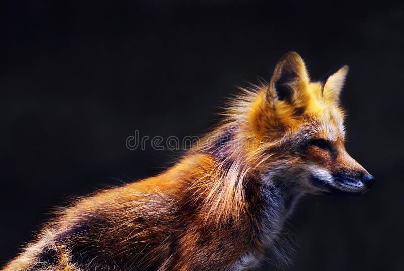 Young Rex Fox Vulpes Vulpes Male with Catch Fish Prey Stock Image ...