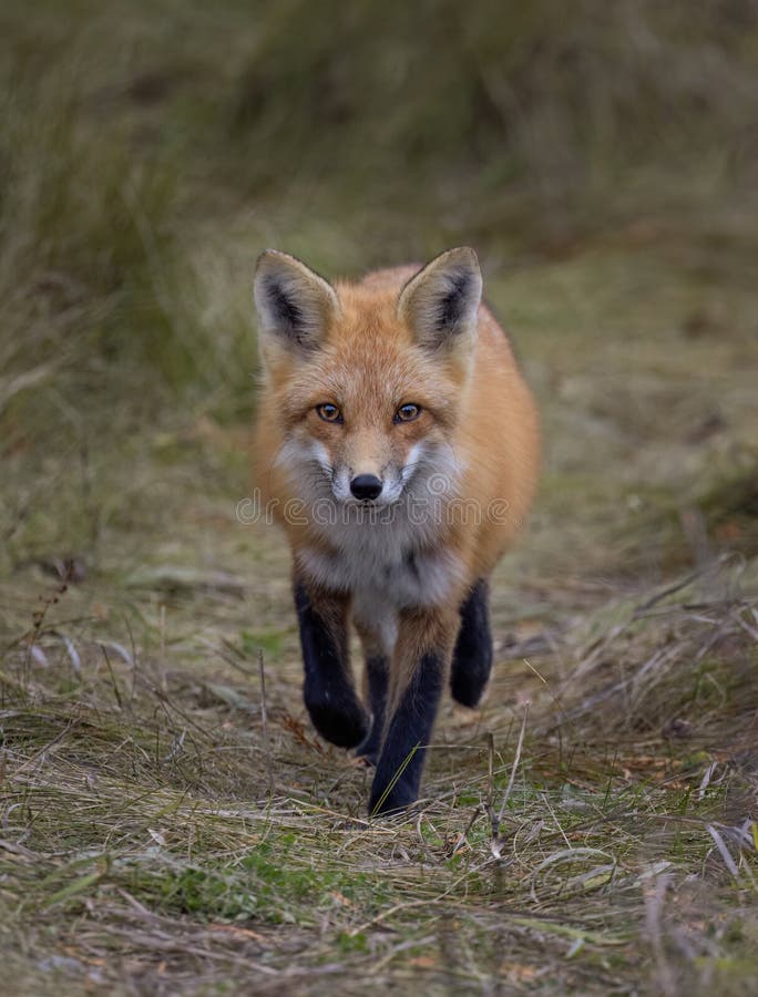 A Young Red Fox Walking through the Grassy Meadow in Autumn. Stock ...