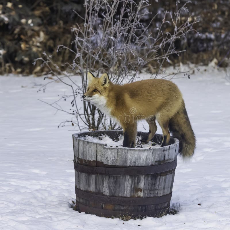 A Young Red Fox during Winter in Alaska Stock Image - Image of snow ...