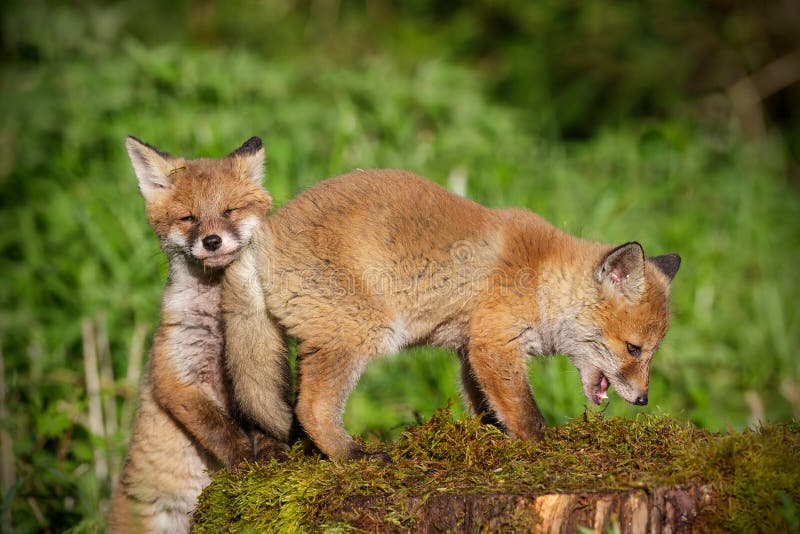 Young red foxes at play stock photo. Image of eyes, soft - 41180306