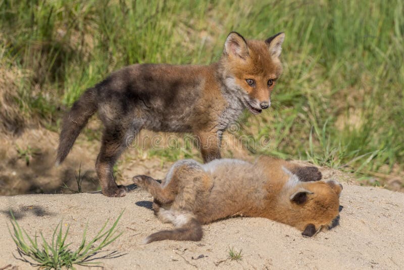 Young Red Foxes Playing in the Sun Stock Image - Image of animal ...