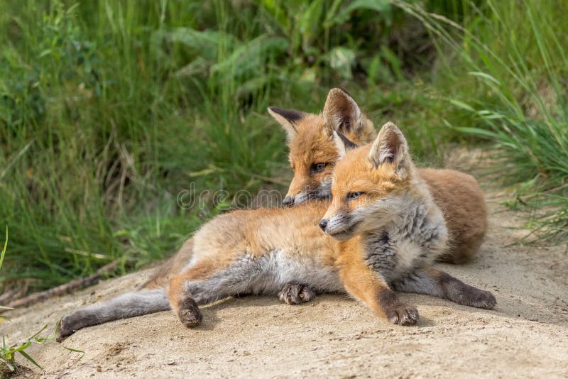 Young Red Foxes Resting in the Sun Stock Image - Image of animal, wild ...