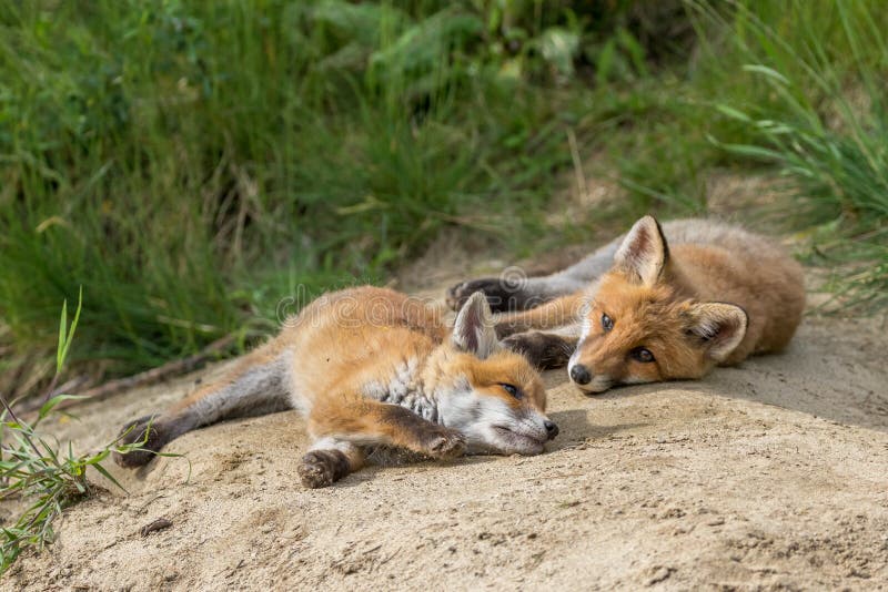 Young Red Foxes Resting in the Sun Stock Photo - Image of carnivore ...