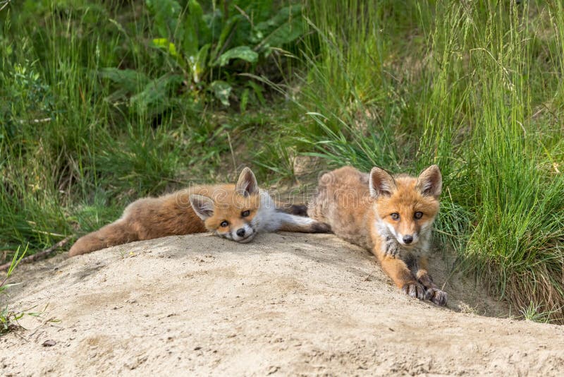Young Red Foxes Resting in the Sun Stock Photo - Image of mammal ...