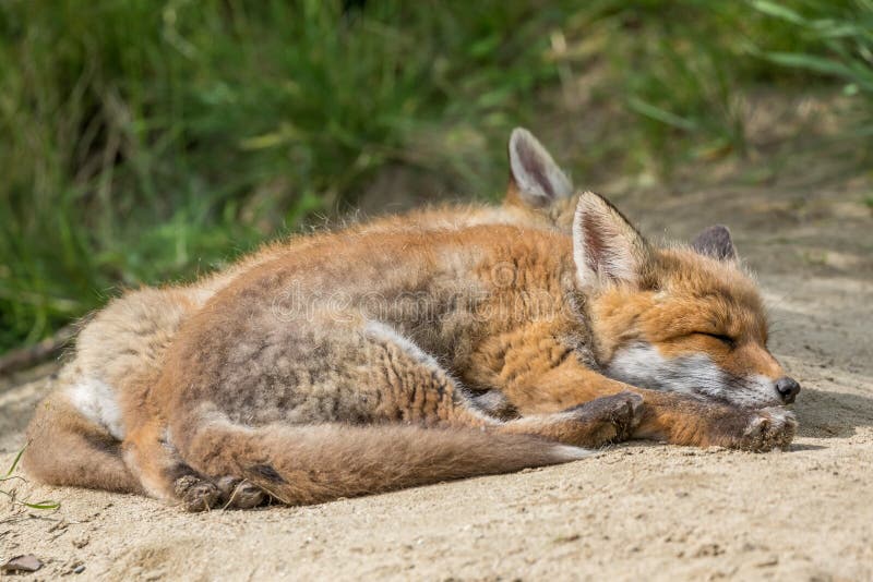 Young Red Foxes Resting in the Sun Stock Image - Image of young ...
