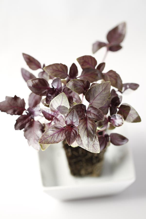 Red Basil with Soil in White Cup Isolated on White Stock Photo - Image ...