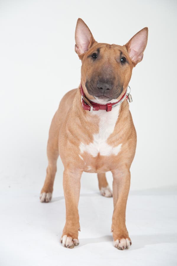 Young Red-haired Bull Terrier Isolated on White Stock Image - Image of ...
