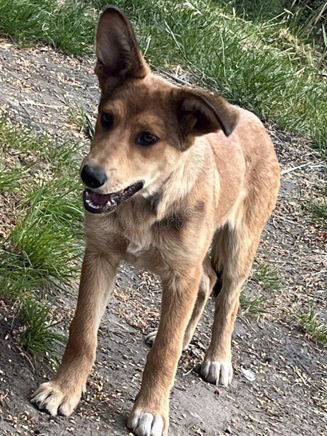 A Young Red-haired Dog with a Lowered Ear is Walking on a Forest Path ...