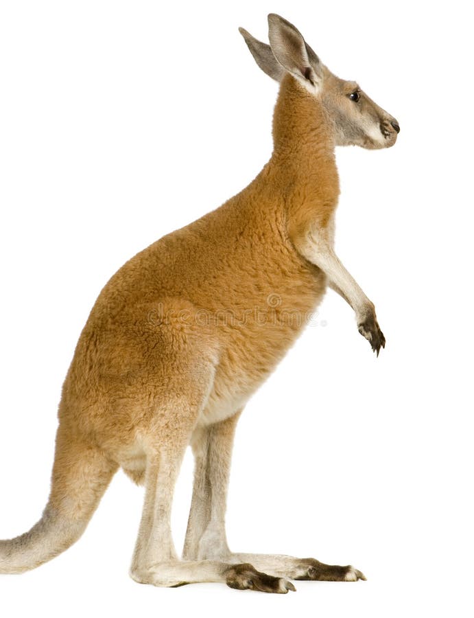 Young Red Kangaroo (9 Months) - Macropus Rufus Stock Photo - Image of ...