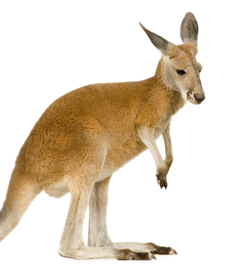 6,850 Red Kangaroo Stock Photos - Free & Royalty-Free Stock Photos from ...