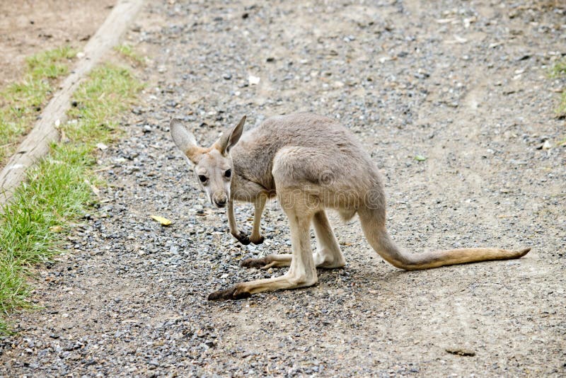 Young red kangaroo stock image. Image of australia, wallaby - 107645609