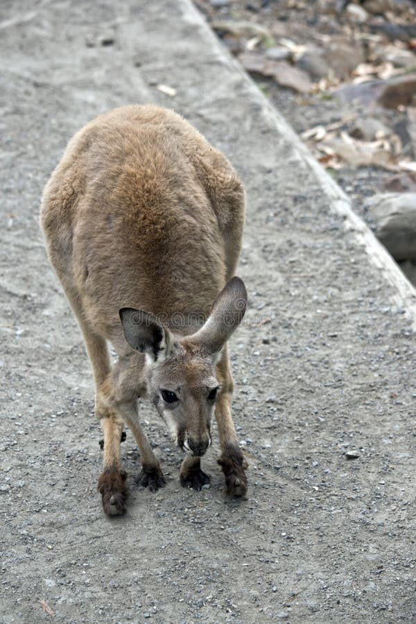 Young red kangaroo stock image. Image of paws, furl - 108021751