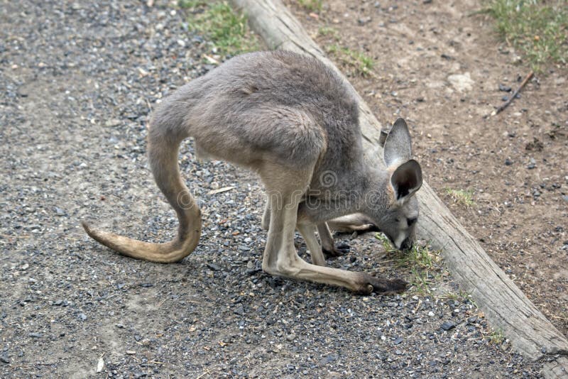 Young red kangaroo stock photo. Image of joey, furl - 107645592