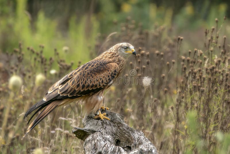 Red Kite in tree stock image. Image of landscape, bird - 15138253