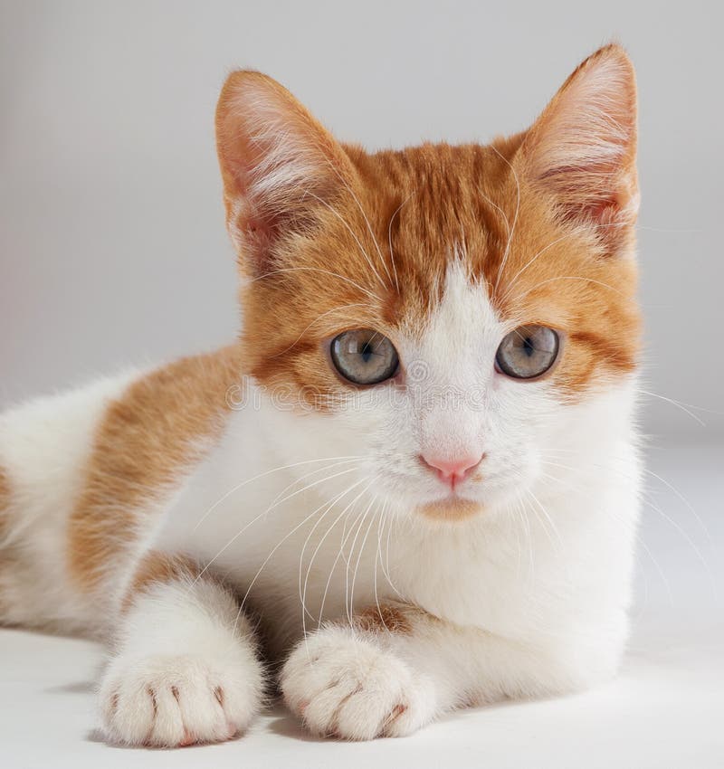 Young red kitten posing stock photo. Image of small, adorable - 91214110