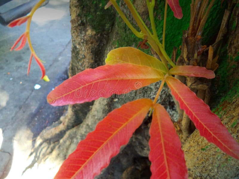 Young Red Kusum Leaves from Kusum Tree. Schleichera Oleosa Stock Photo ...