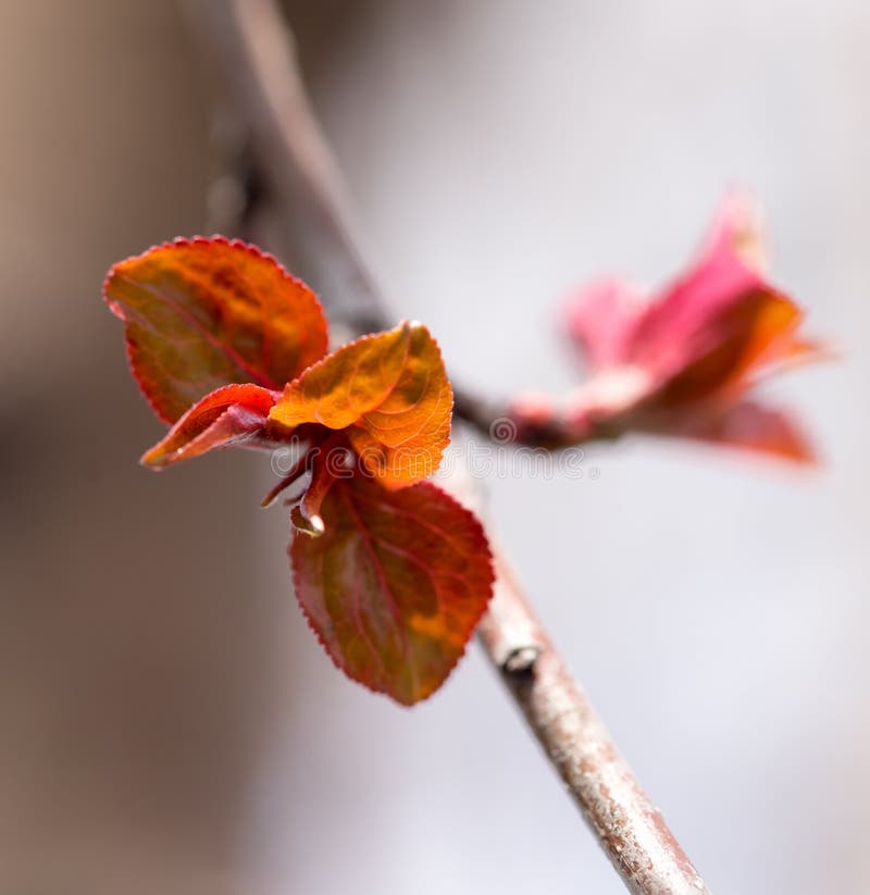 Young Red Leaves on Branches in Spring Stock Photo - Image of growth ...