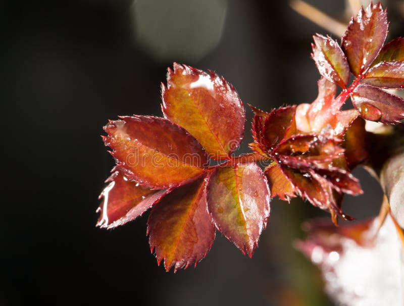 Young Red Leaves on a Bush in the Spring Stock Image - Image of ...