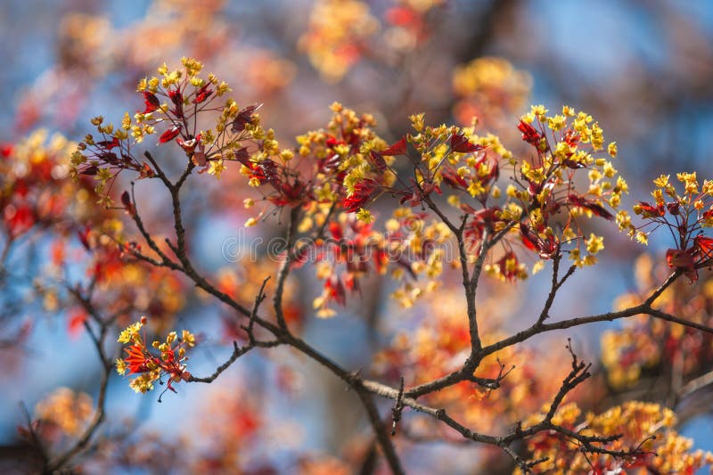 Young Red Leaves Yellow Buds Maple Bloom Closeup Stock Photos - Free ...