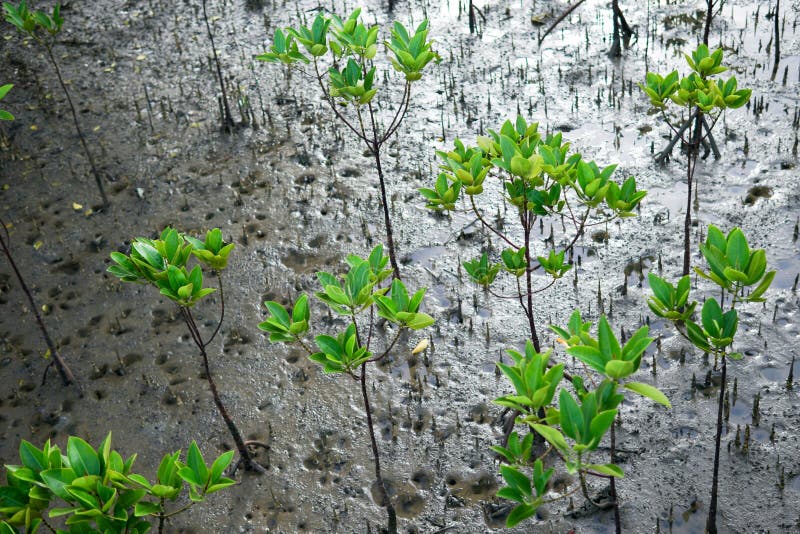 Young Red Mangrove Tree in the Mangrove Forest Stock Photo - Image of ...