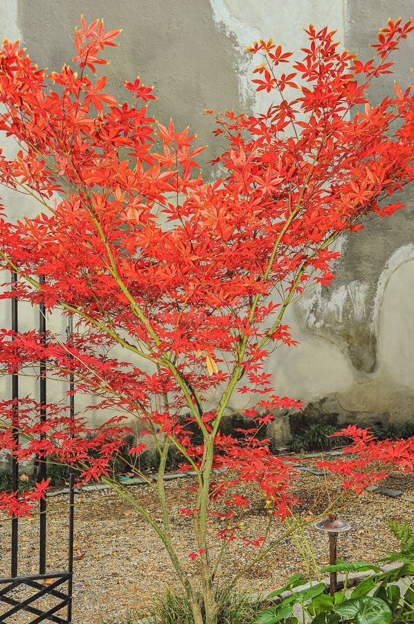 Young, Red Maple Tree, in Autumn Color Stock Image - Image of distance ...