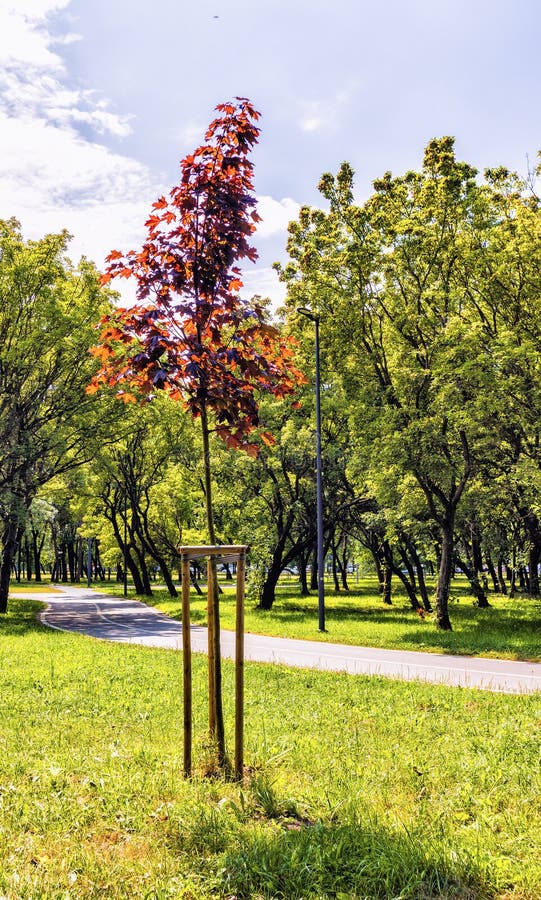 Young Red Maple Tree in the Park Stock Photo - Image of pattern, nature ...