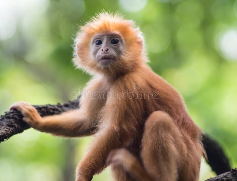 Young red monkey on a tree stock photo. Image of grimacing - 59145644