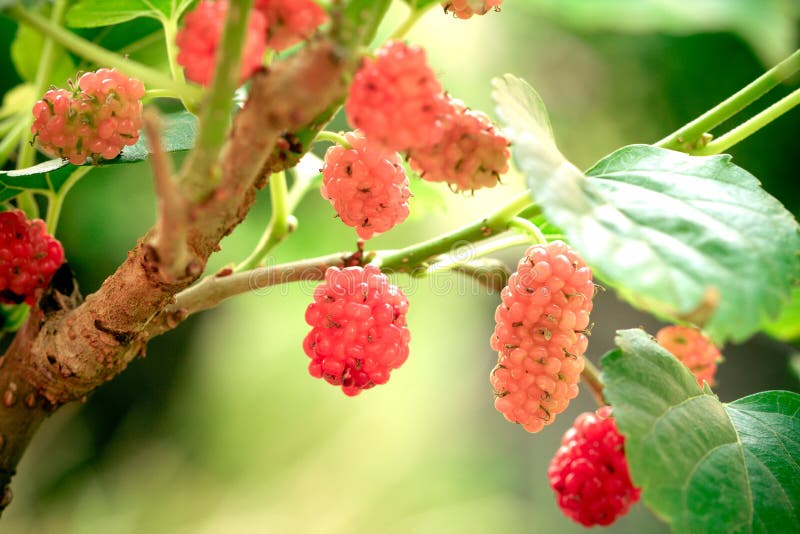 Young Red Mulberry Fruit on Tree Stock Image - Image of morus, fresh ...