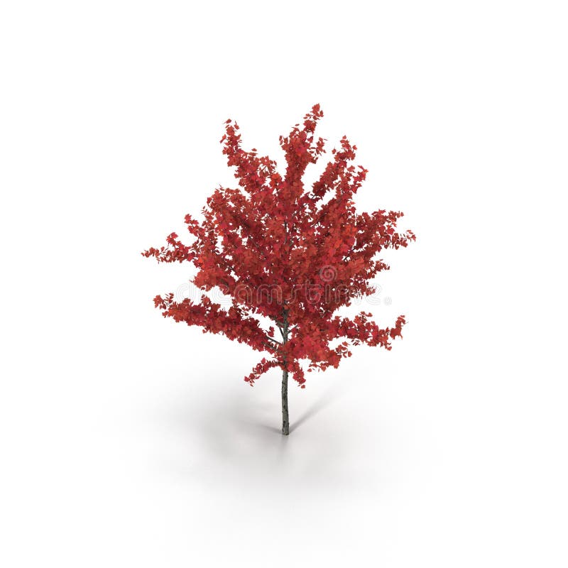 Young Red Oak Tree Isolated on White 3D Illustration Stock Illustration ...