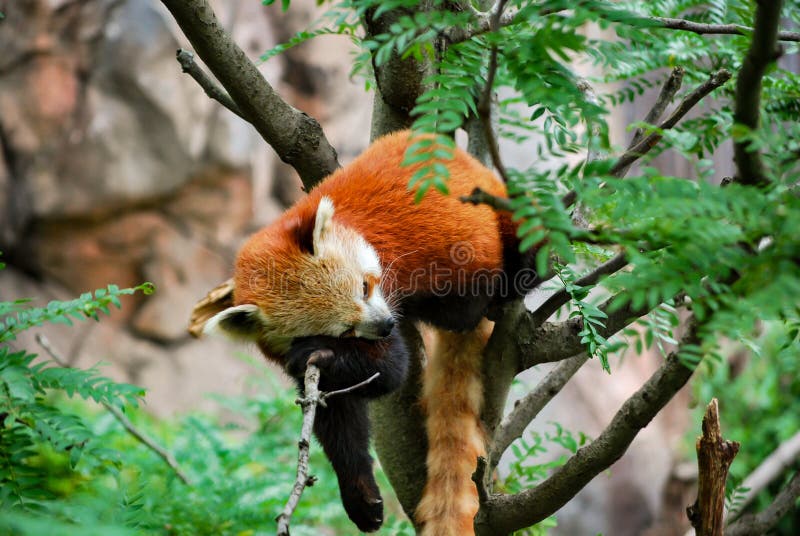 Tired Red Panda Down for a Nap Stock Image - Image of young, tree ...