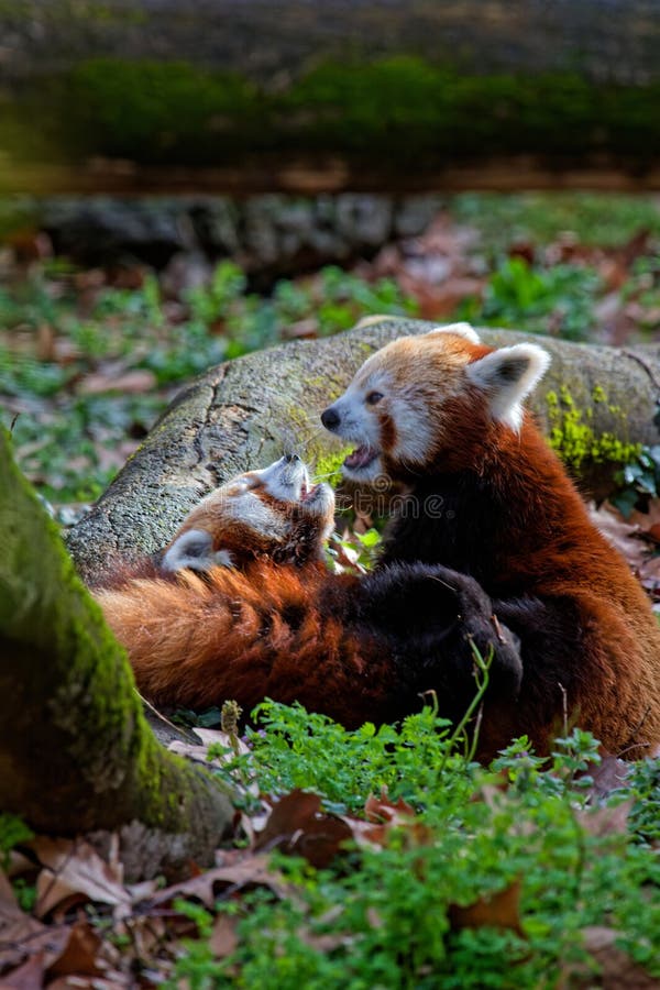 Red Pandas Playing Stock Photos - Free & Royalty-Free Stock Photos from ...
