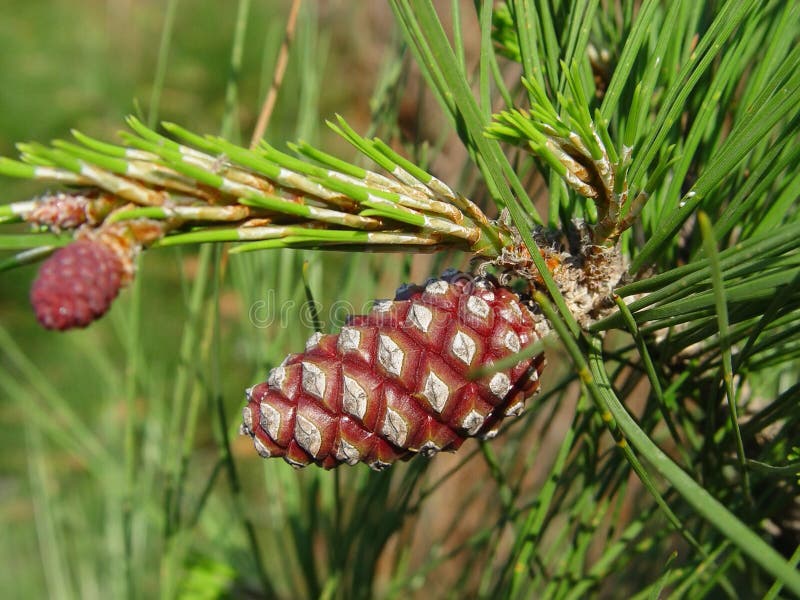 Young, Red, Pine Cone in the Spring Stock Photo - Image of nature ...