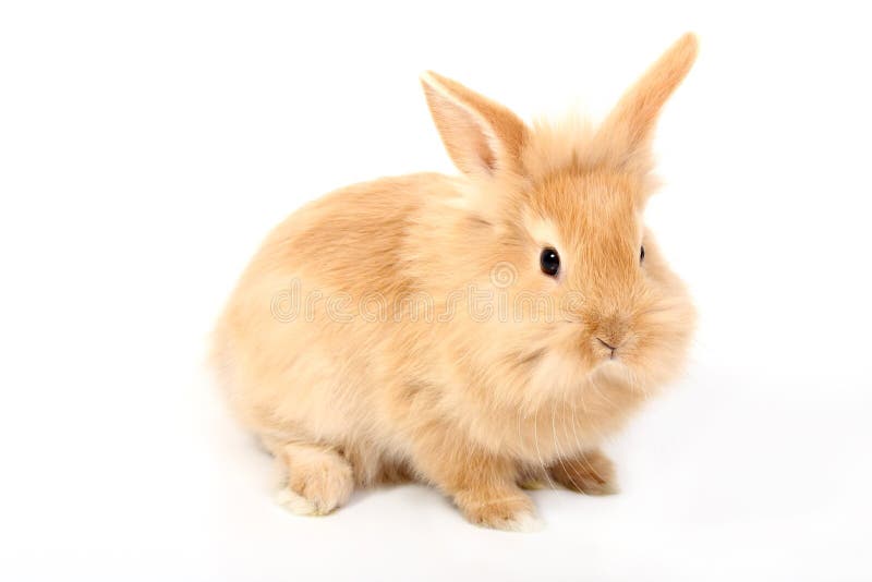 Young bunny stock photo. Image of sweet, closeup, rabbit - 8155948