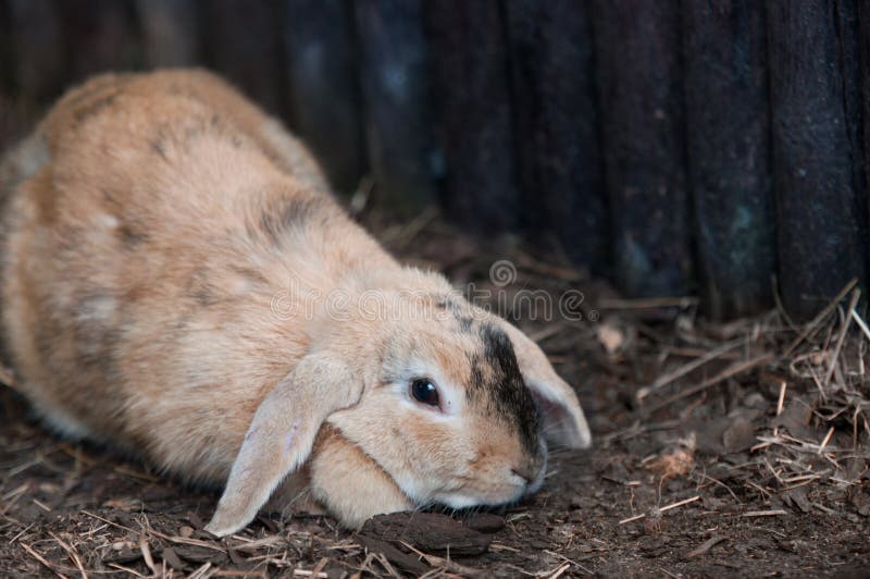 Young red rabbit stock photo. Image of cuddly, outdoor - 32950436