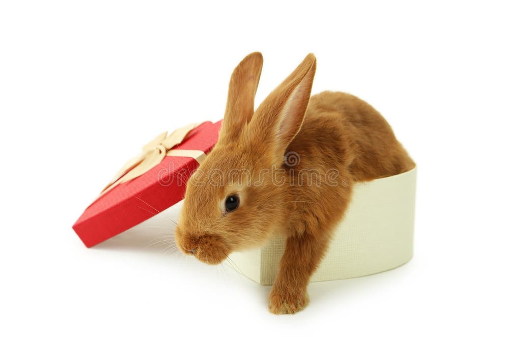 Young Red Rabbit in Gift Box Stock Image - Image of observing, brown ...