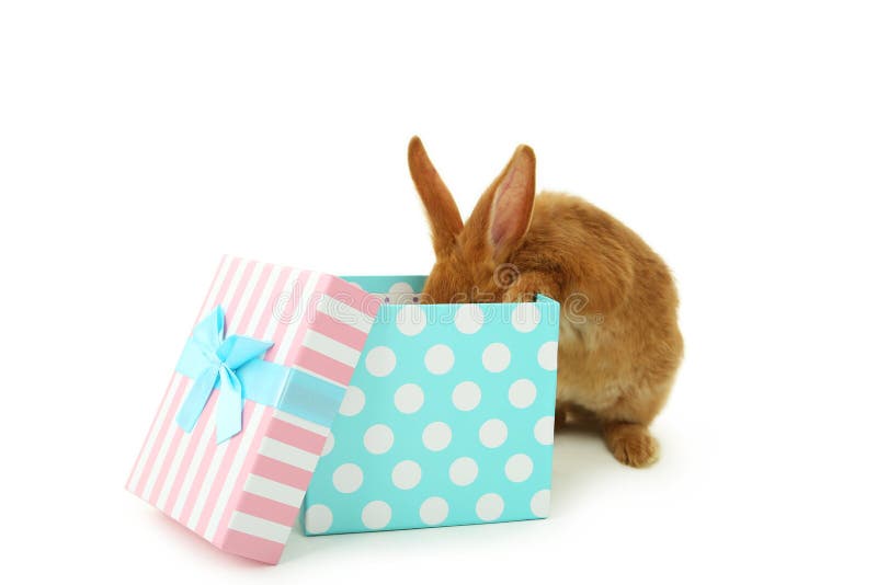 Young red rabbit stock photo. Image of animal, curious - 61766232