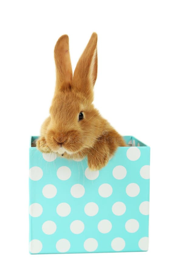 Young red rabbit stock photo. Image of animal, curious - 61766232