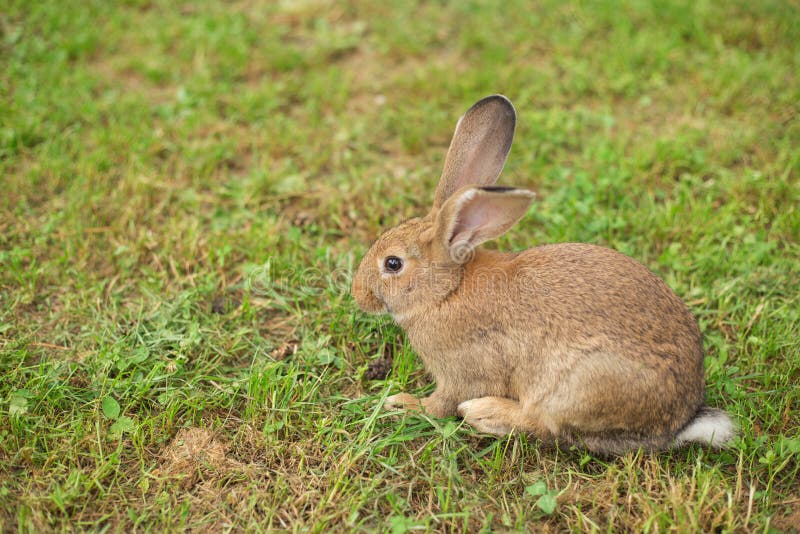 Young Red Rabbit on the Green Grass. Easter Bunny in the Garden ...