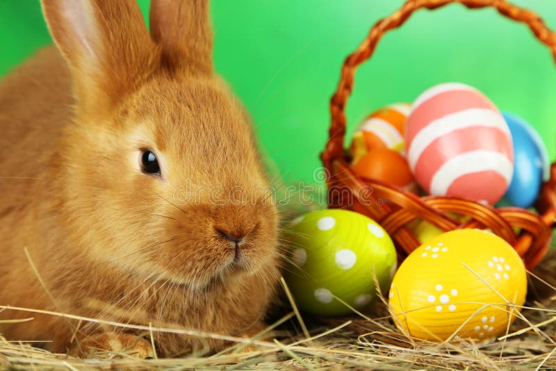 Young red rabbit stock photo. Image of animal, curious - 61766232