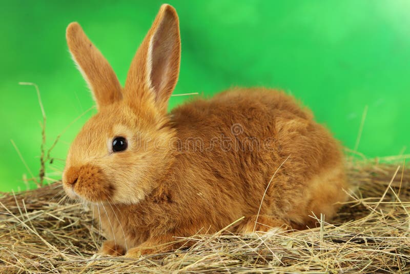 Young red rabbit stock photo. Image of animal, curious - 61766232