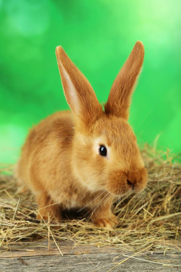 Young red rabbit stock photo. Image of animal, curious - 61766232