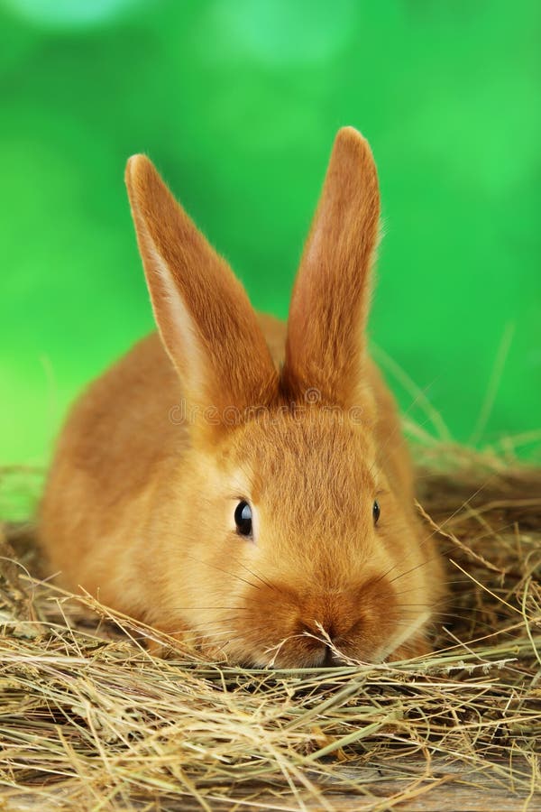 Young red rabbit stock photo. Image of furry, easter - 65681508
